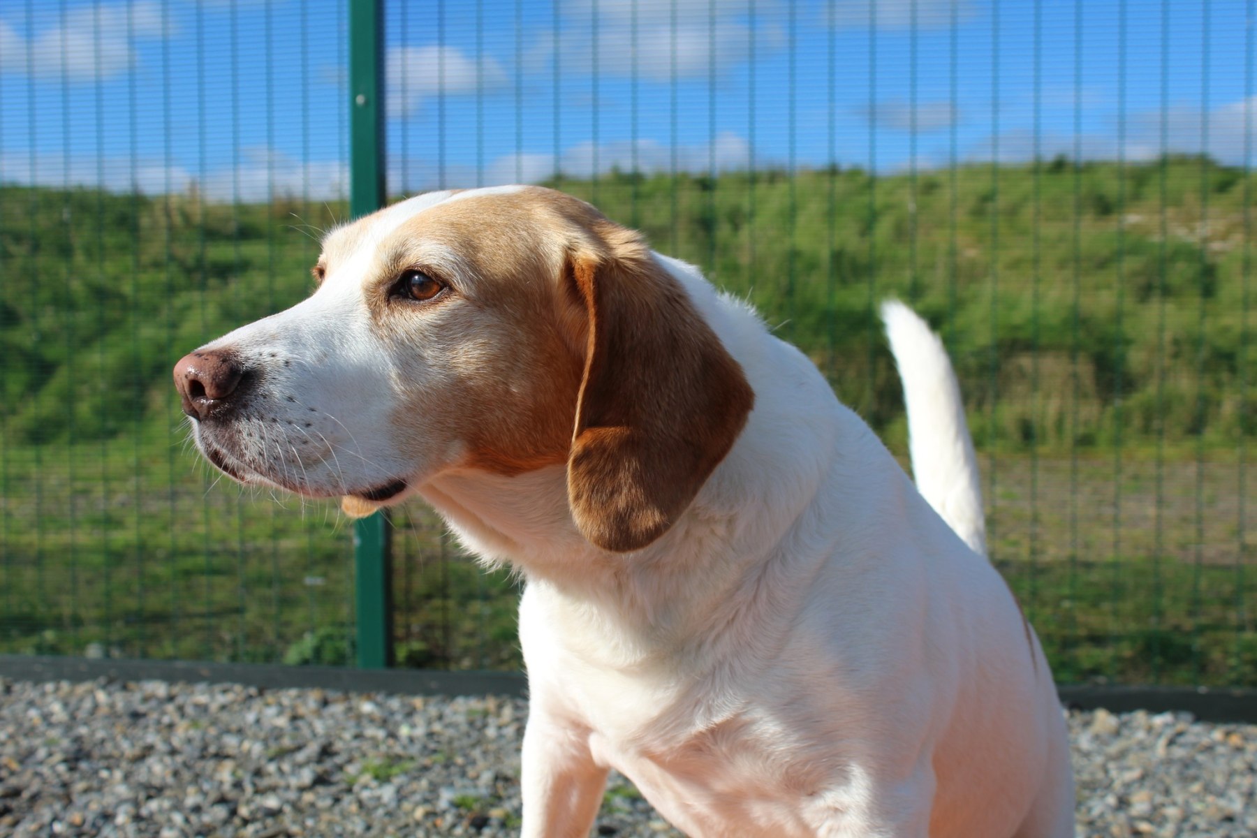 Our Kennels – Premier Kennels